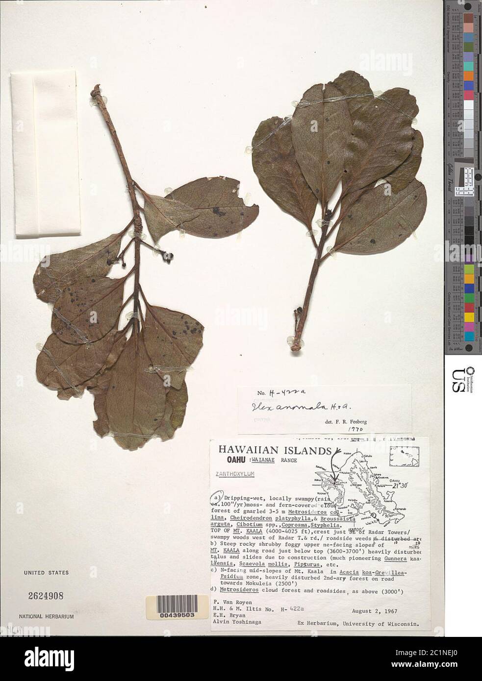 Ilex anomala Hook Arn Ilex anomala Hook Arn Stock Photo - Alamy