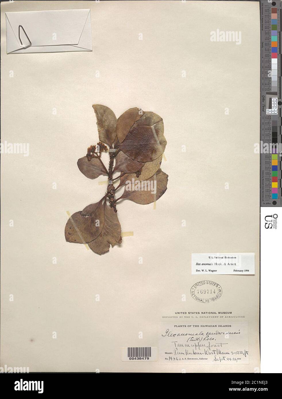 Ilex anomala Hook Arn Ilex anomala Hook Arn Stock Photo - Alamy