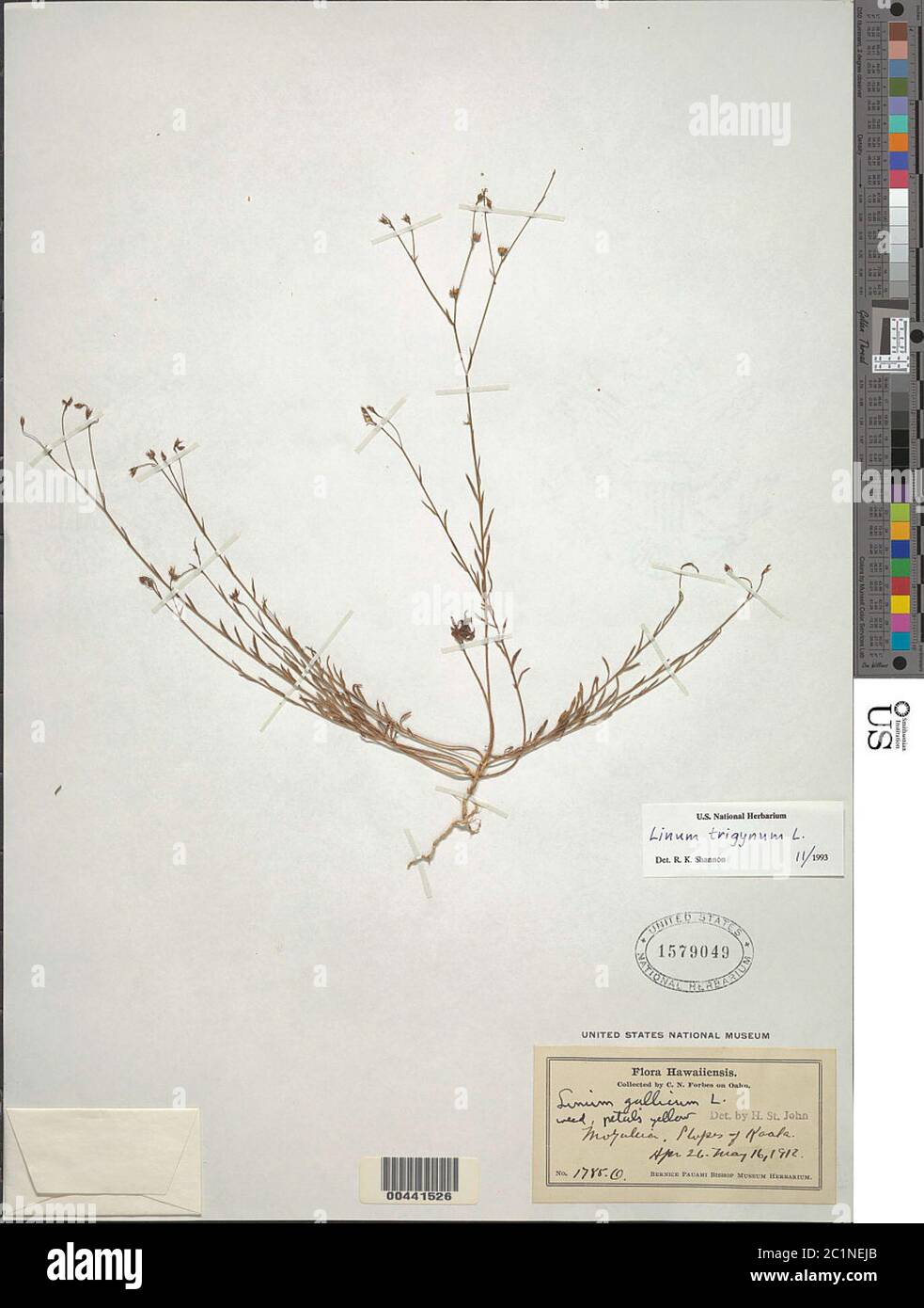 Linum trigynum hi-res stock photography and images - Alamy