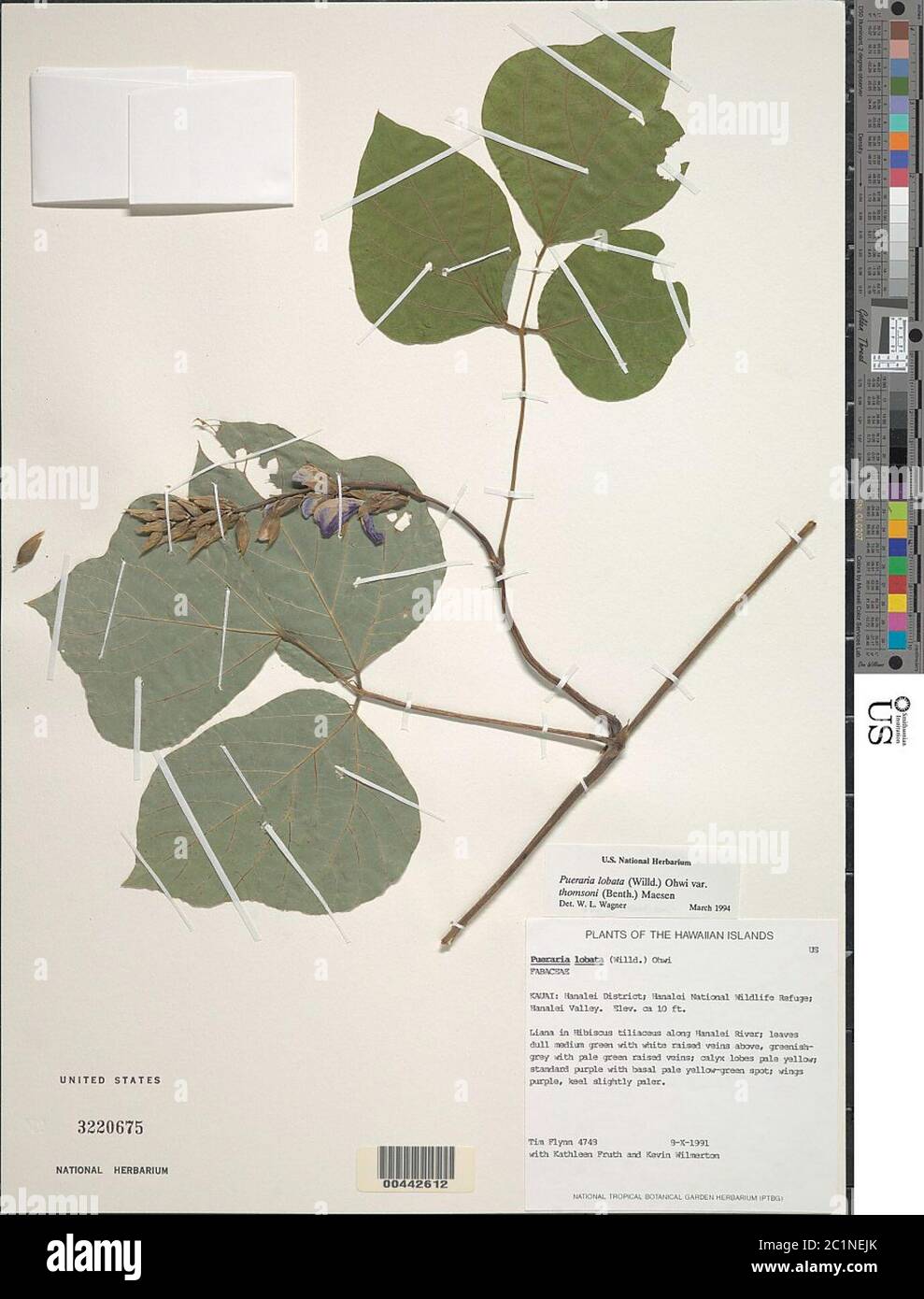 Pueraria lobata hi-res stock photography and images - Alamy