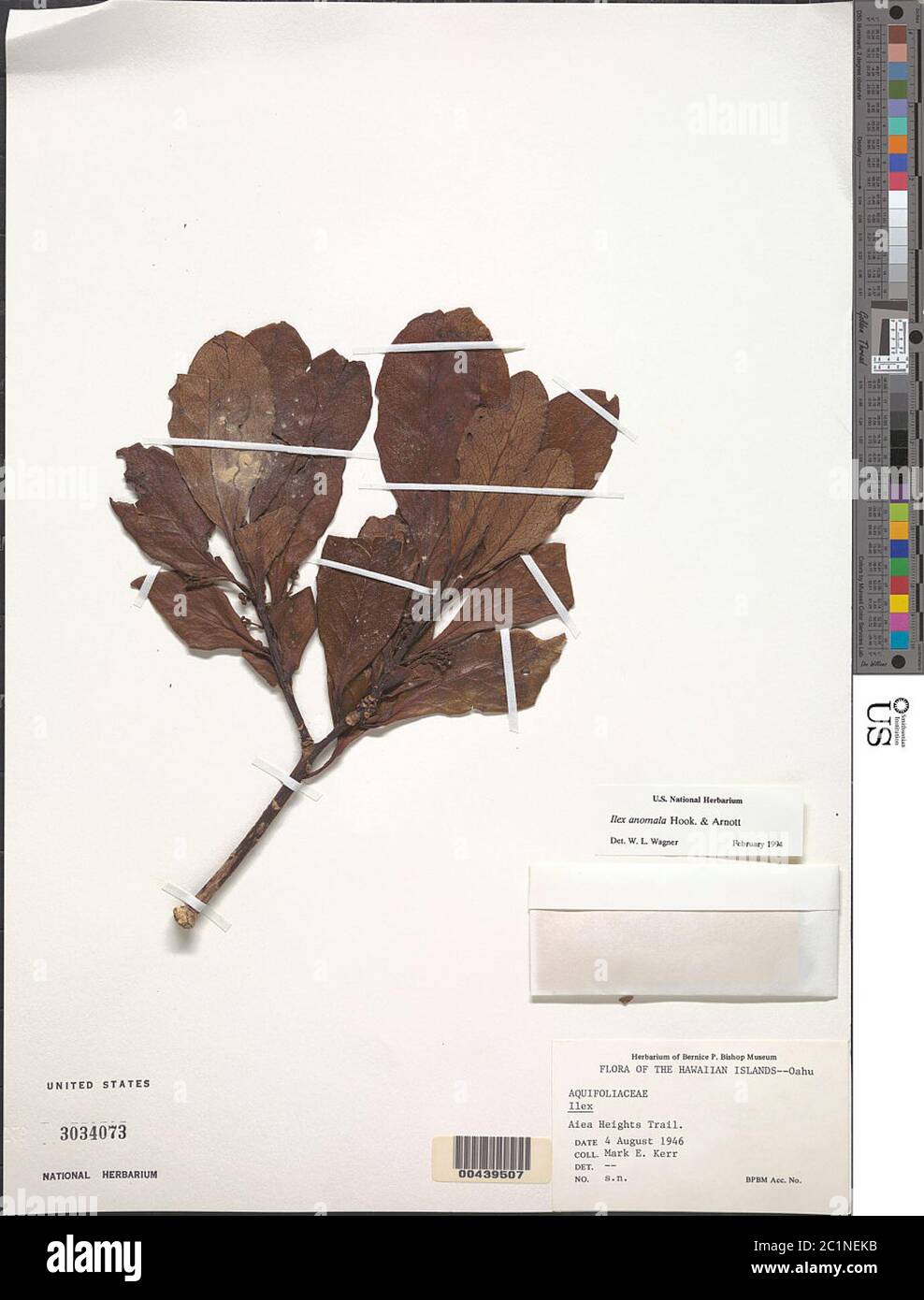 Ilex anomala hi-res stock photography and images - Alamy