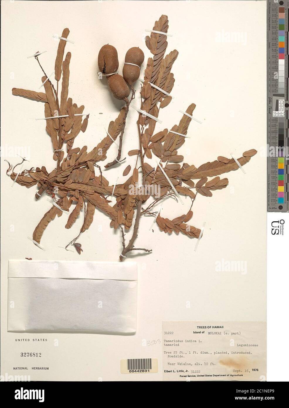 Tamarindus indica L Tamarindus indica L Stock Photo - Alamy