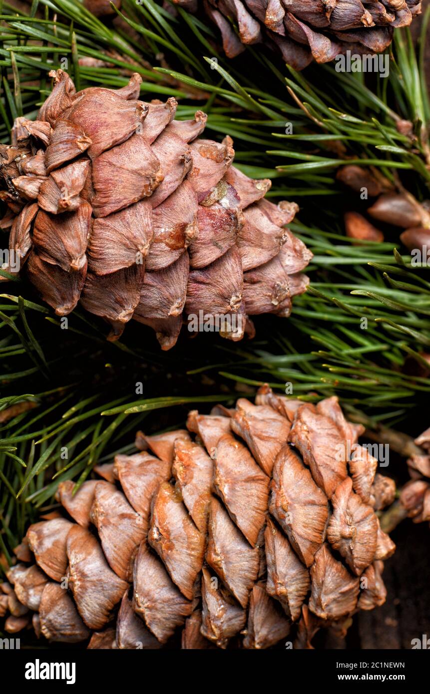 Cedar branch hi-res stock photography and images - Alamy