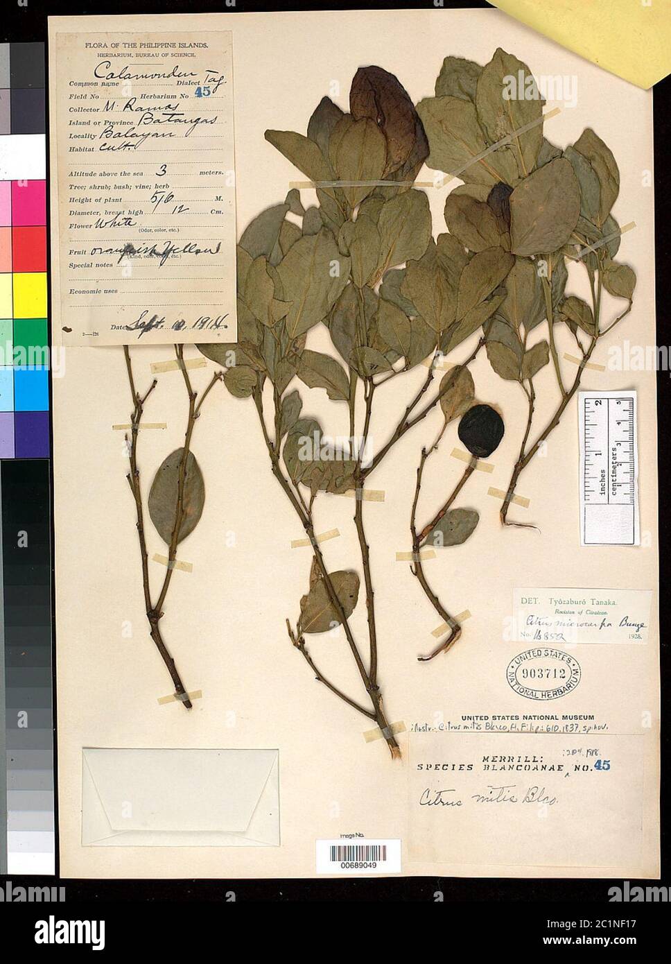 Citrus x microcarpa Bunge Citrus x microcarpa Bunge Stock Photo - Alamy