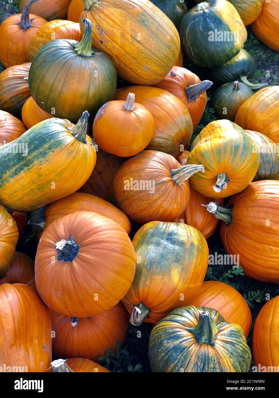 Pile of pumpkins Stock Photo - Alamy