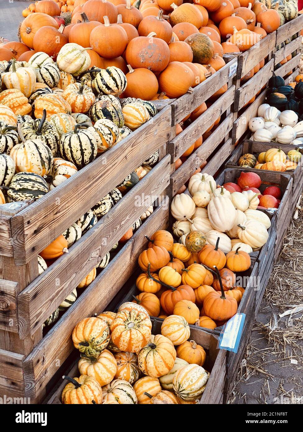 Different autumn shapes and kinds of pumpkins at the farm Stock Photo ...