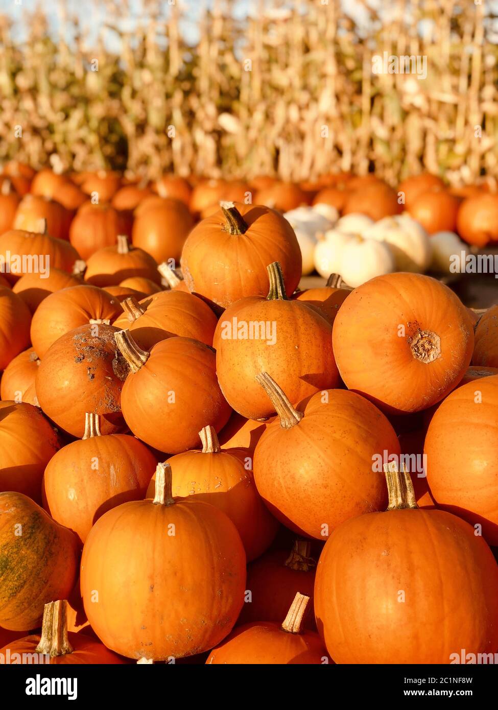 Pile of pumpkins Stock Photo - Alamy