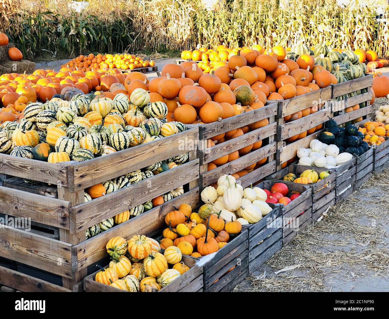 Pumpkins of different shapes hi-res stock photography and images - Alamy