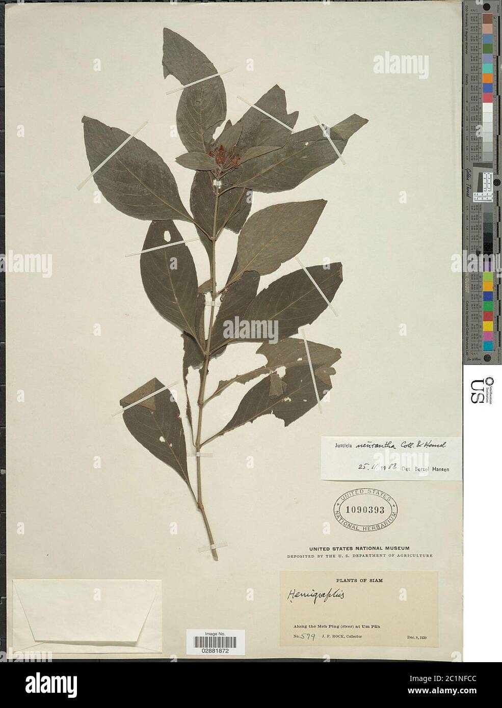 Justicia neurantha Collett Hemsl Justicia neurantha Collett Hemsl Stock ...