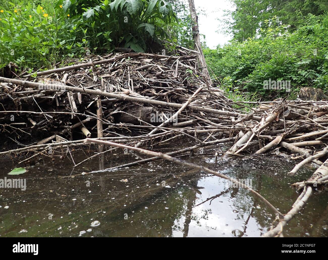 A dam built by beavers and beaver castle on a river Stock Photo - Alamy
