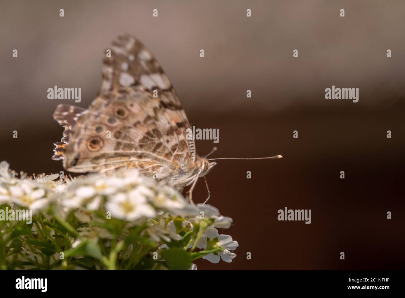Insect watcher hi-res stock photography and images - Alamy