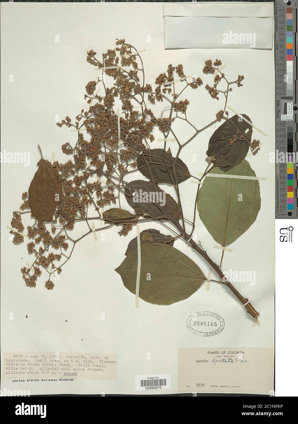 Cordia dentata hi-res stock photography and images - Alamy