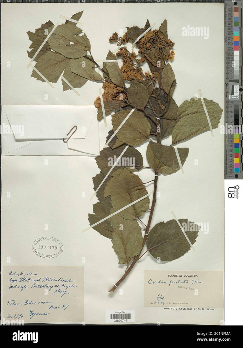 Cordia dentata hi-res stock photography and images - Alamy