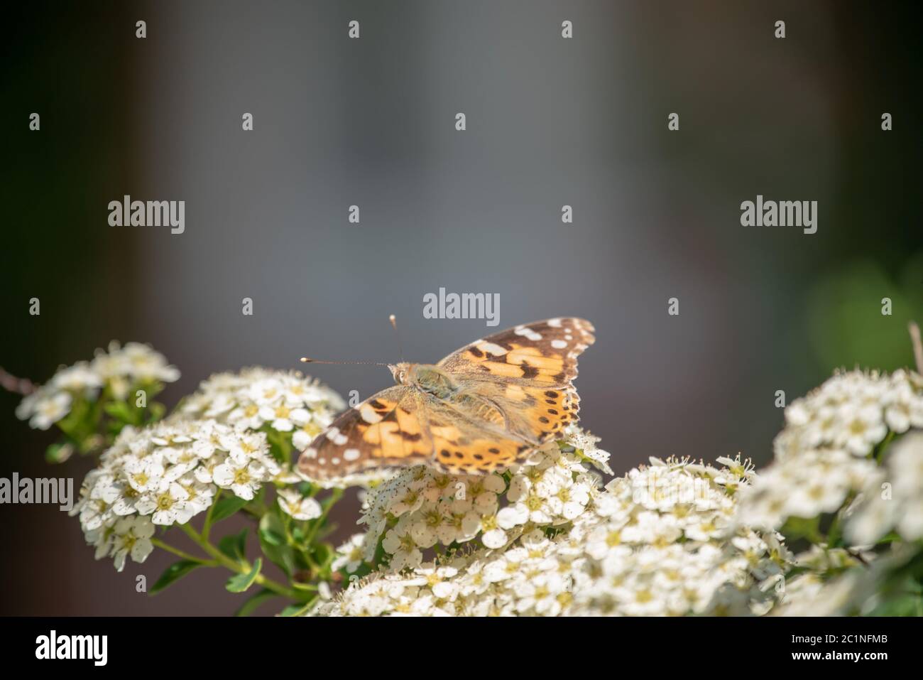 Painted lady invasion hi-res stock photography and images - Alamy