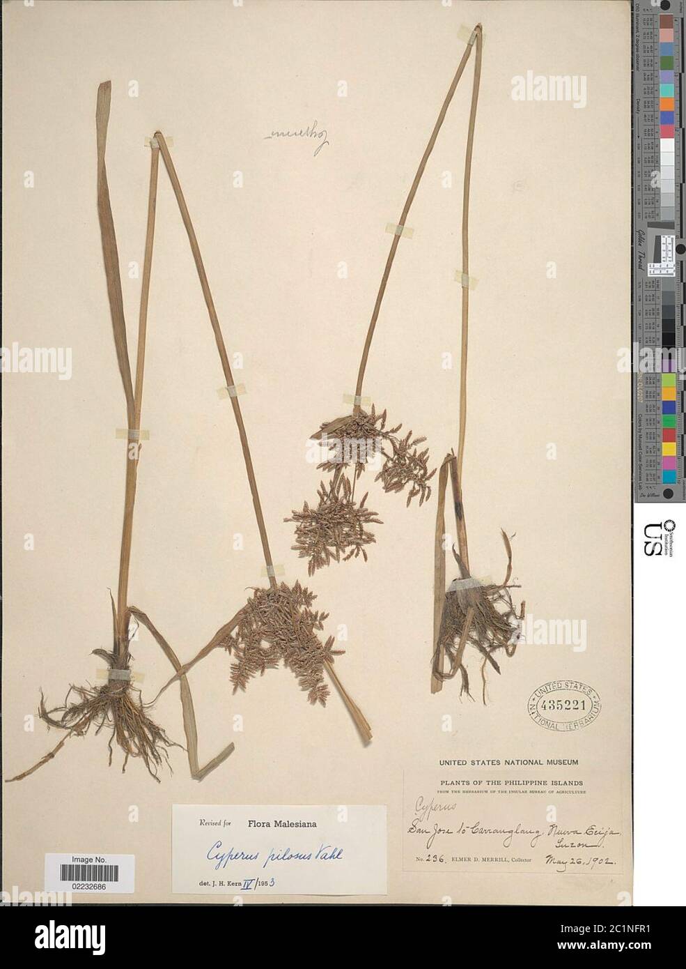 Cyperus pilosus Vahl Cyperus pilosus Vahl Stock Photo - Alamy