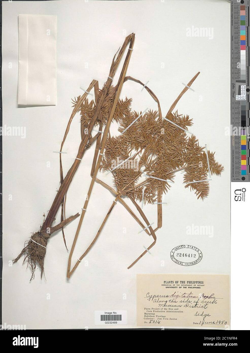 Cyperus digitatus Roxb Cyperus digitatus Roxb Stock Photo - Alamy