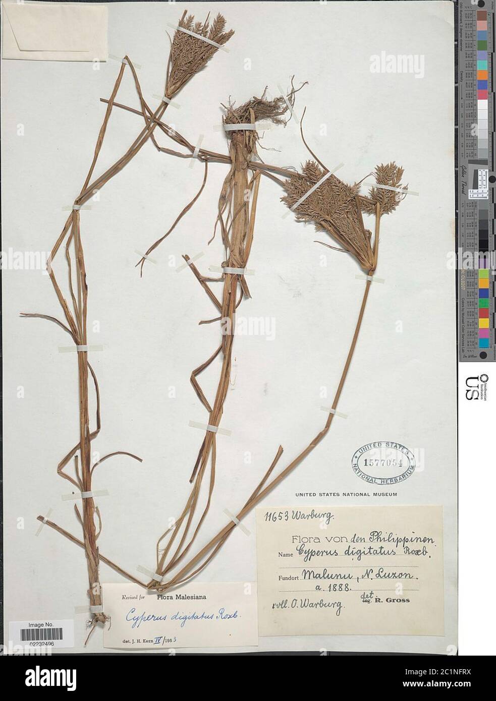 Digitatus High Resolution Stock Photography and Images - Alamy