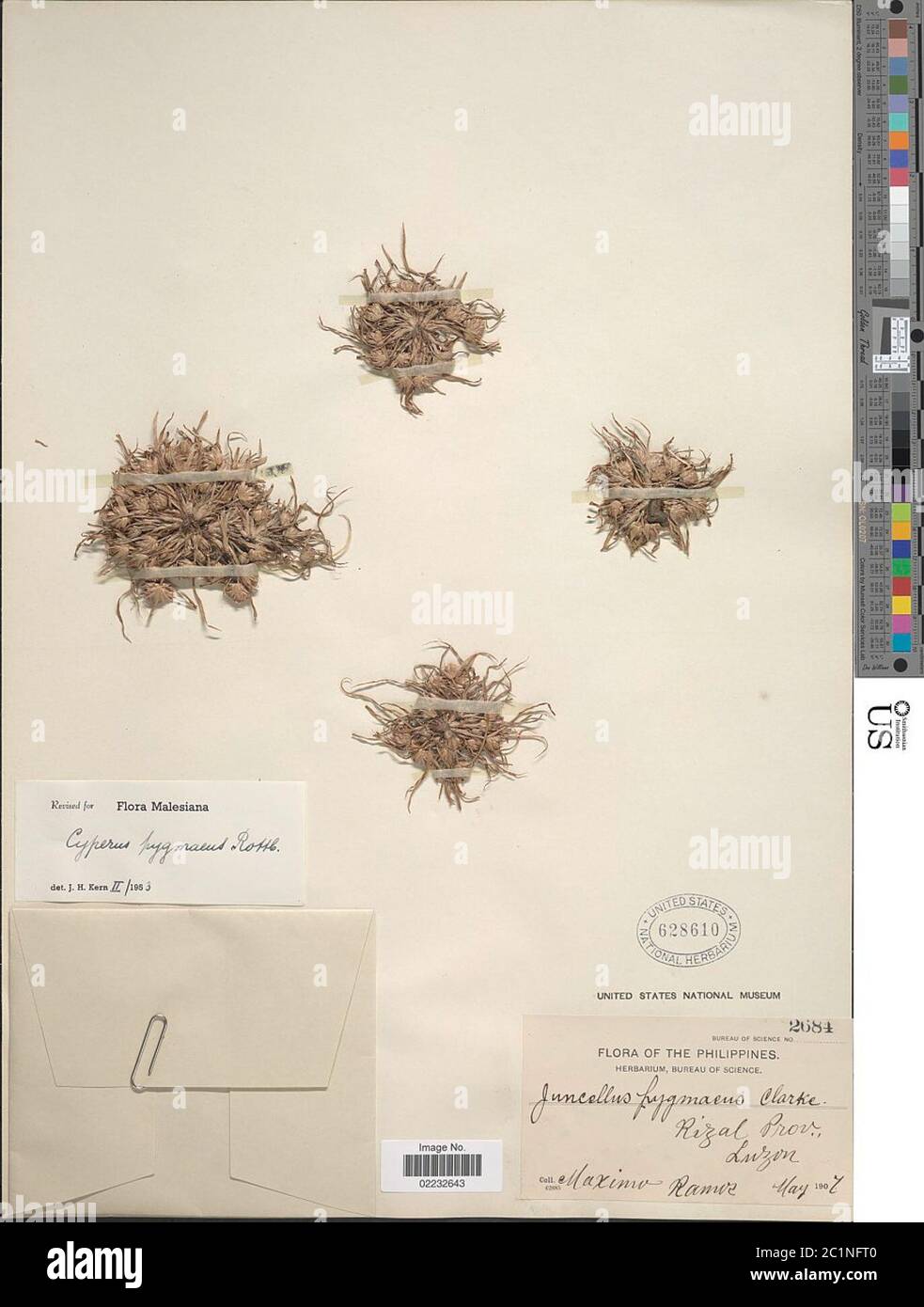 Cyperus pygmaeus Rottb Cyperus pygmaeus Rottb Stock Photo - Alamy