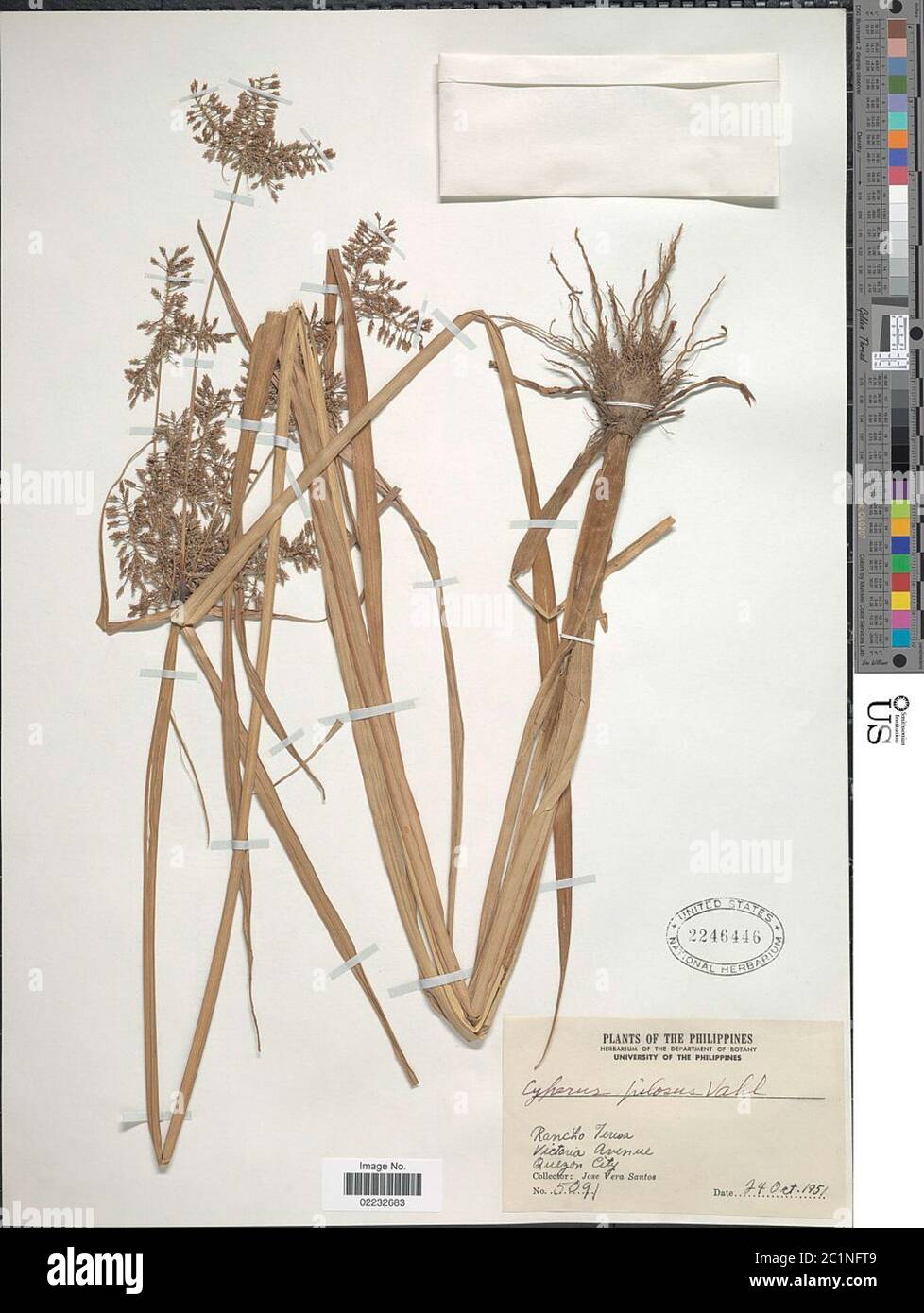 Cyperus pilosus Vahl Cyperus pilosus Vahl Stock Photo - Alamy