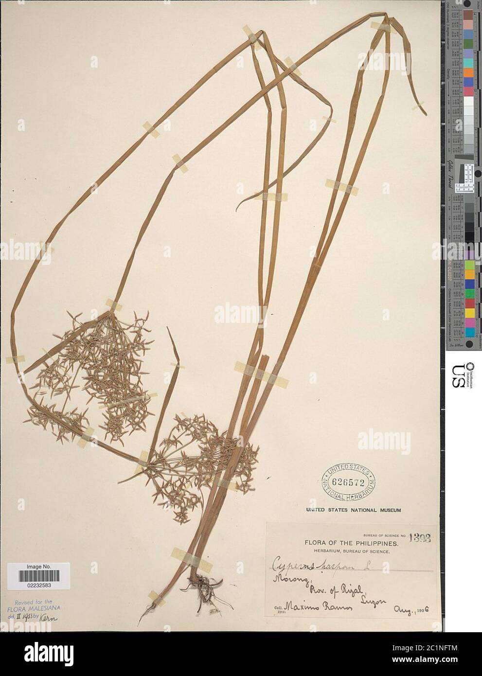 Cyperus haspan L Cyperus haspan L Stock Photo - Alamy