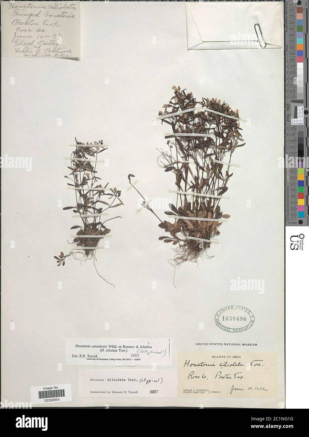 Houstonia canadensis hi-res stock photography and images - Alamy