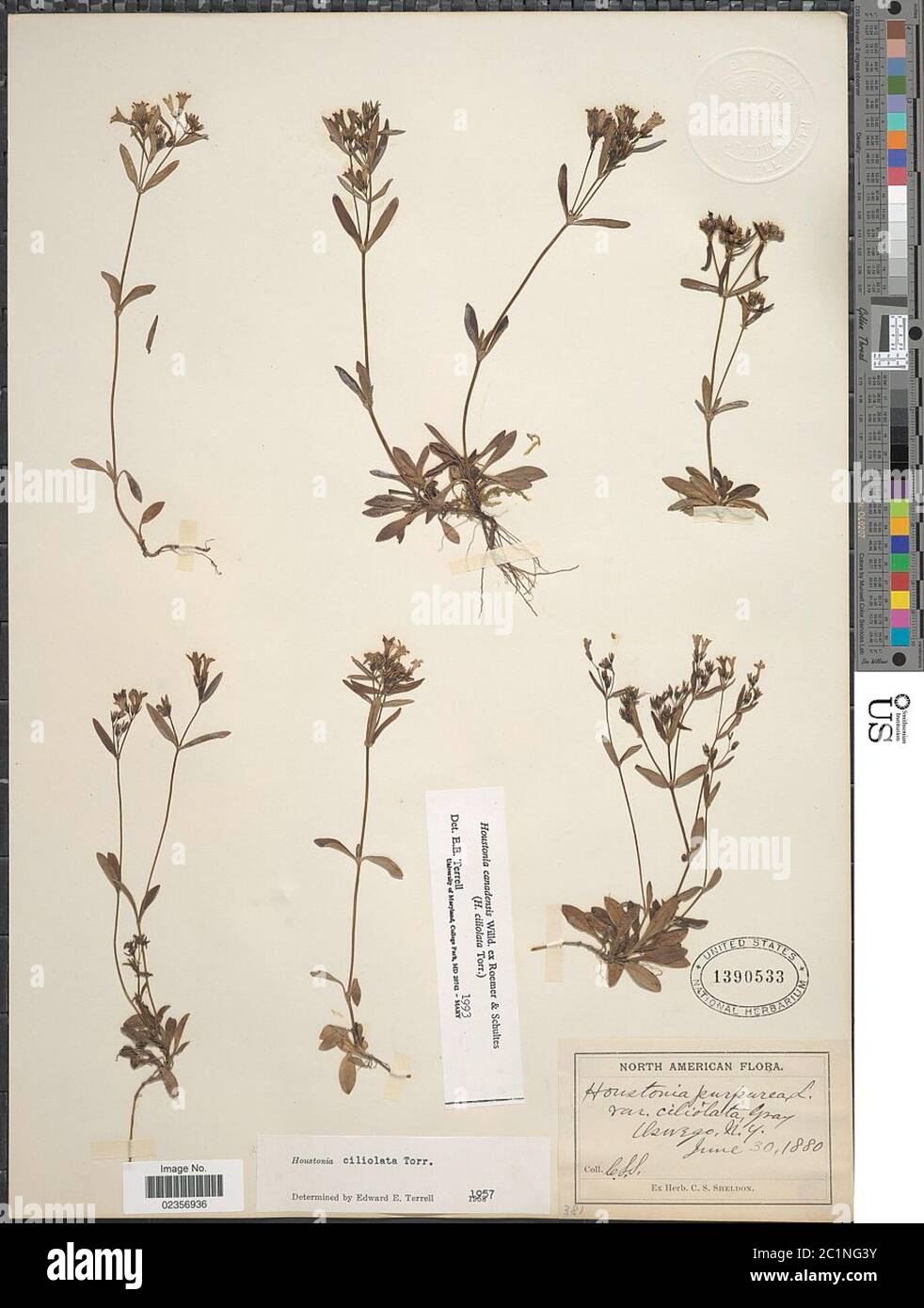 Houstonia canadensis Houstonia canadensis Stock Photo - Alamy