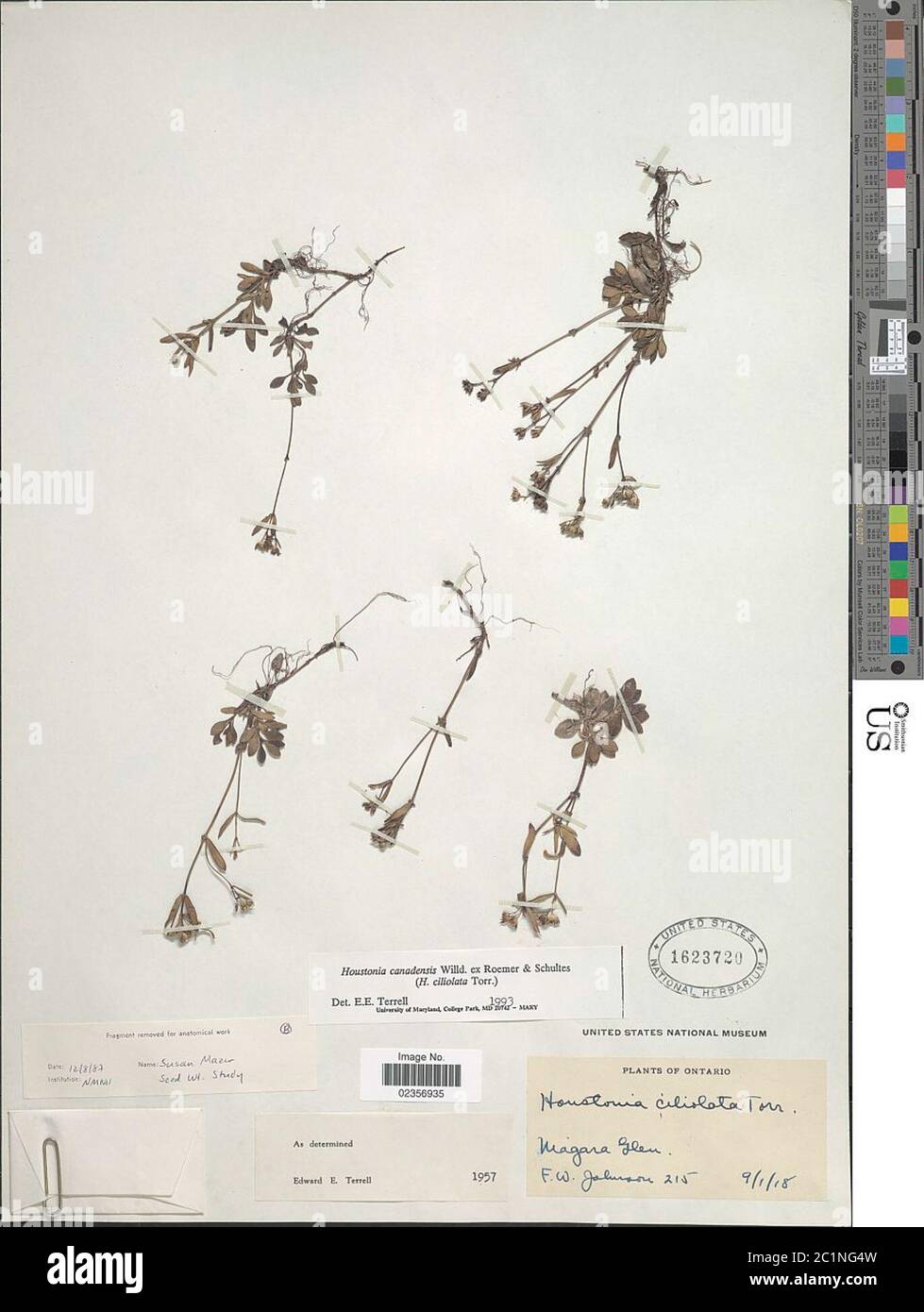 Houstonia canadensis hi-res stock photography and images - Alamy