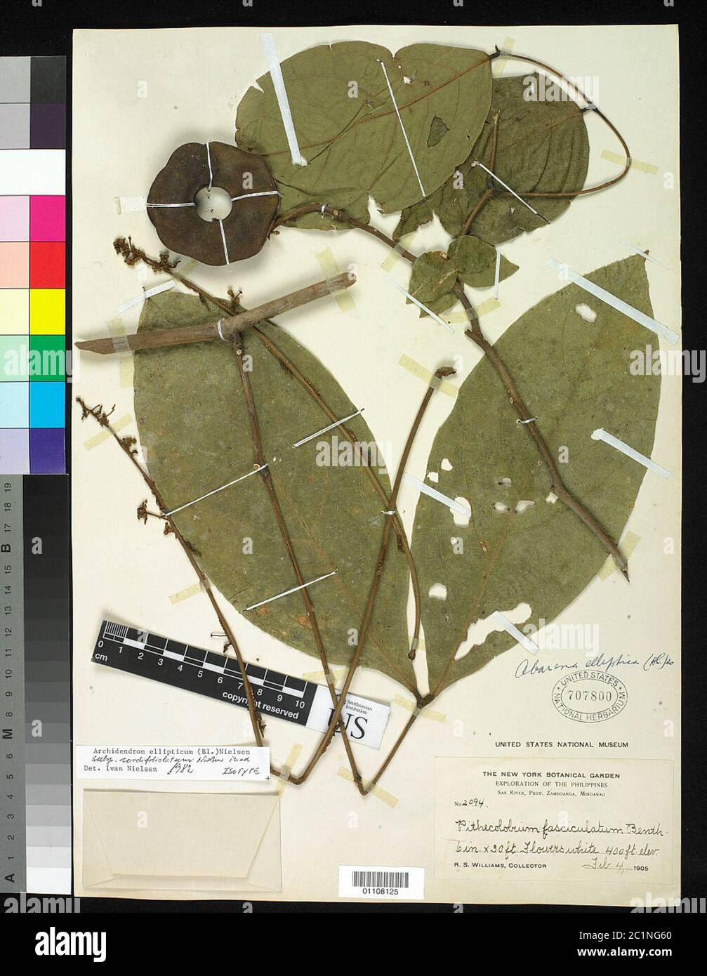 Archidendron ellipticum subsp cordifoliolatum IC Nielsen Archidendron ...