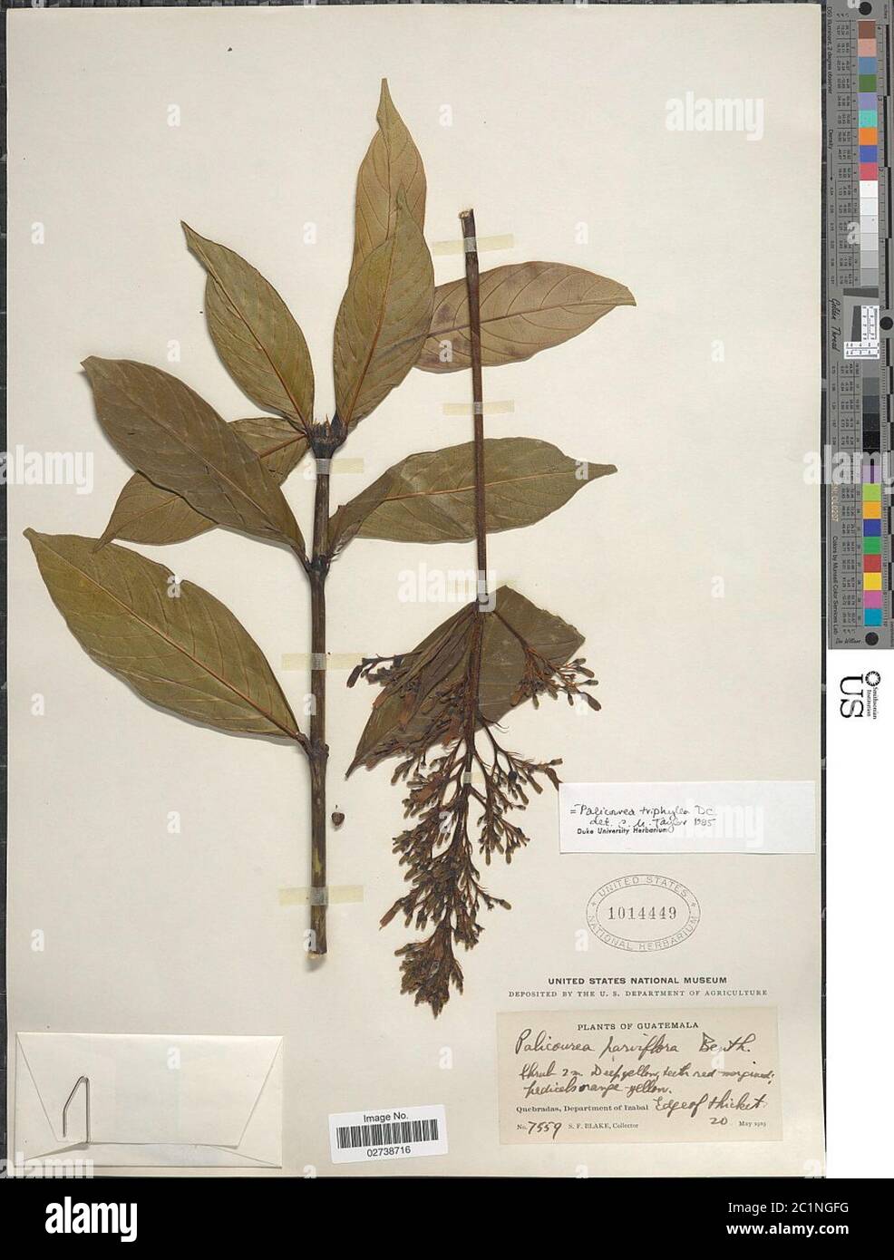 Palicourea triphylla DC Palicourea triphylla DC Stock Photo - Alamy