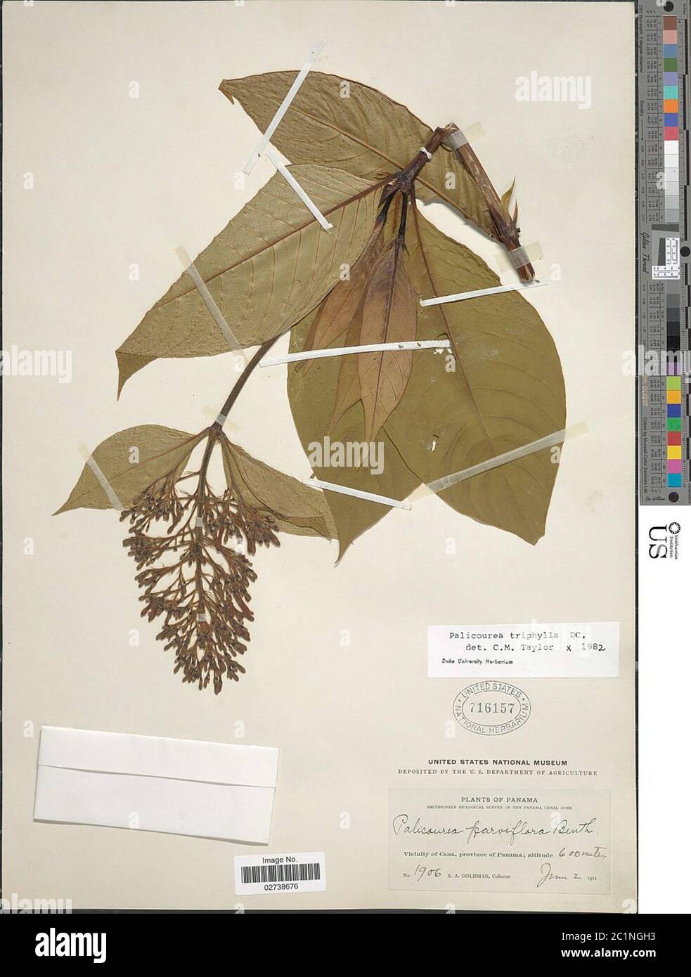 Palicourea triphylla DC Palicourea triphylla DC Stock Photo - Alamy