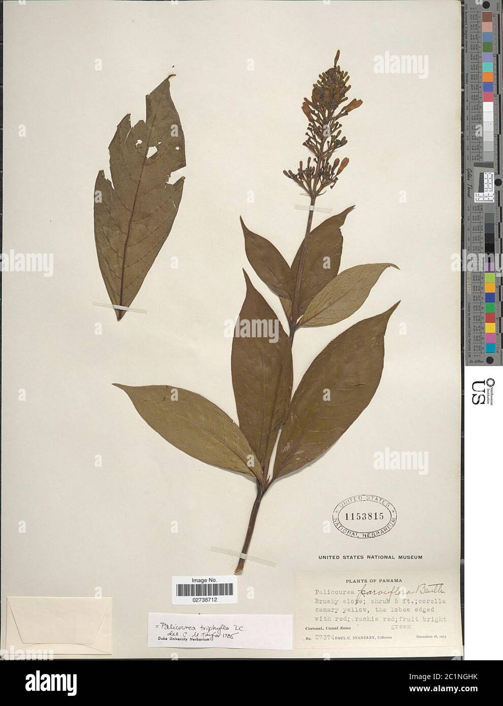 Palicourea triphylla DC Palicourea triphylla DC Stock Photo - Alamy