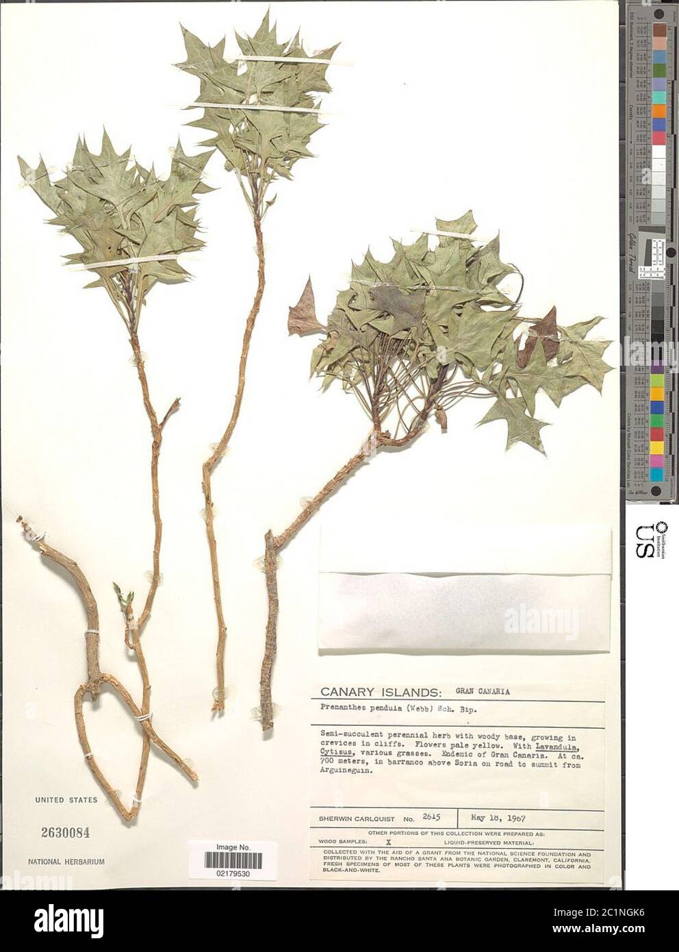 Prenanthes pendula Webb Prenanthes pendula Webb Stock Photo - Alamy