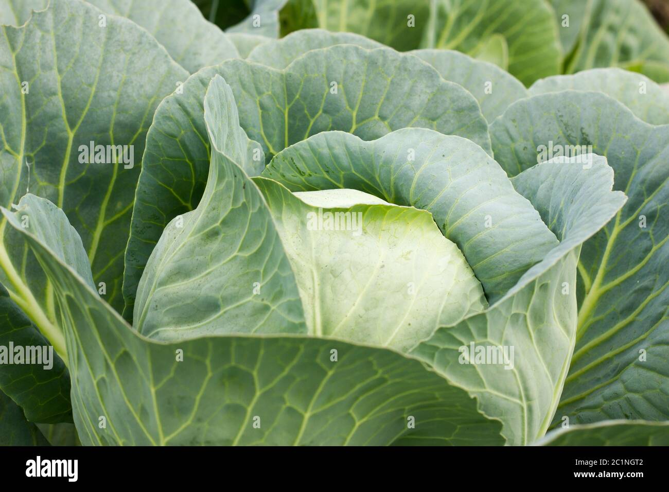 Big cabbage in the garden. Fresh green big cabbage organic vegetables ...