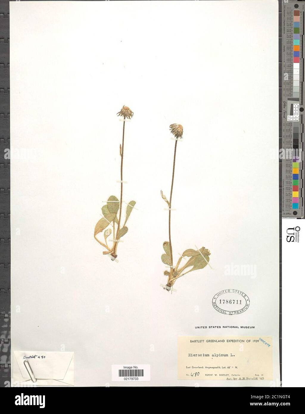 Hieracium alpinum L Hieracium alpinum L Stock Photo - Alamy