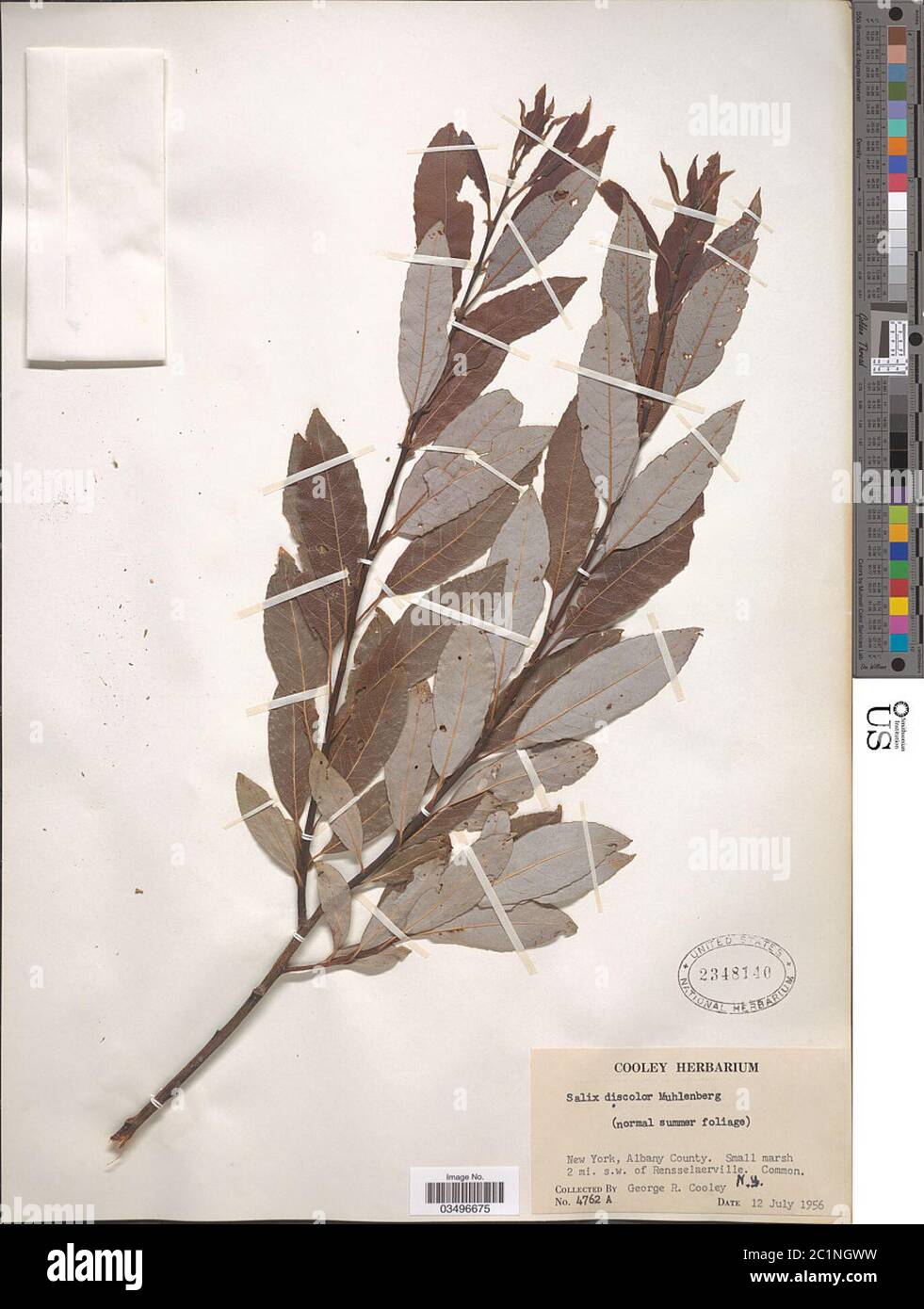 Salix discolor Muhl Salix discolor Muhl Stock Photo - Alamy