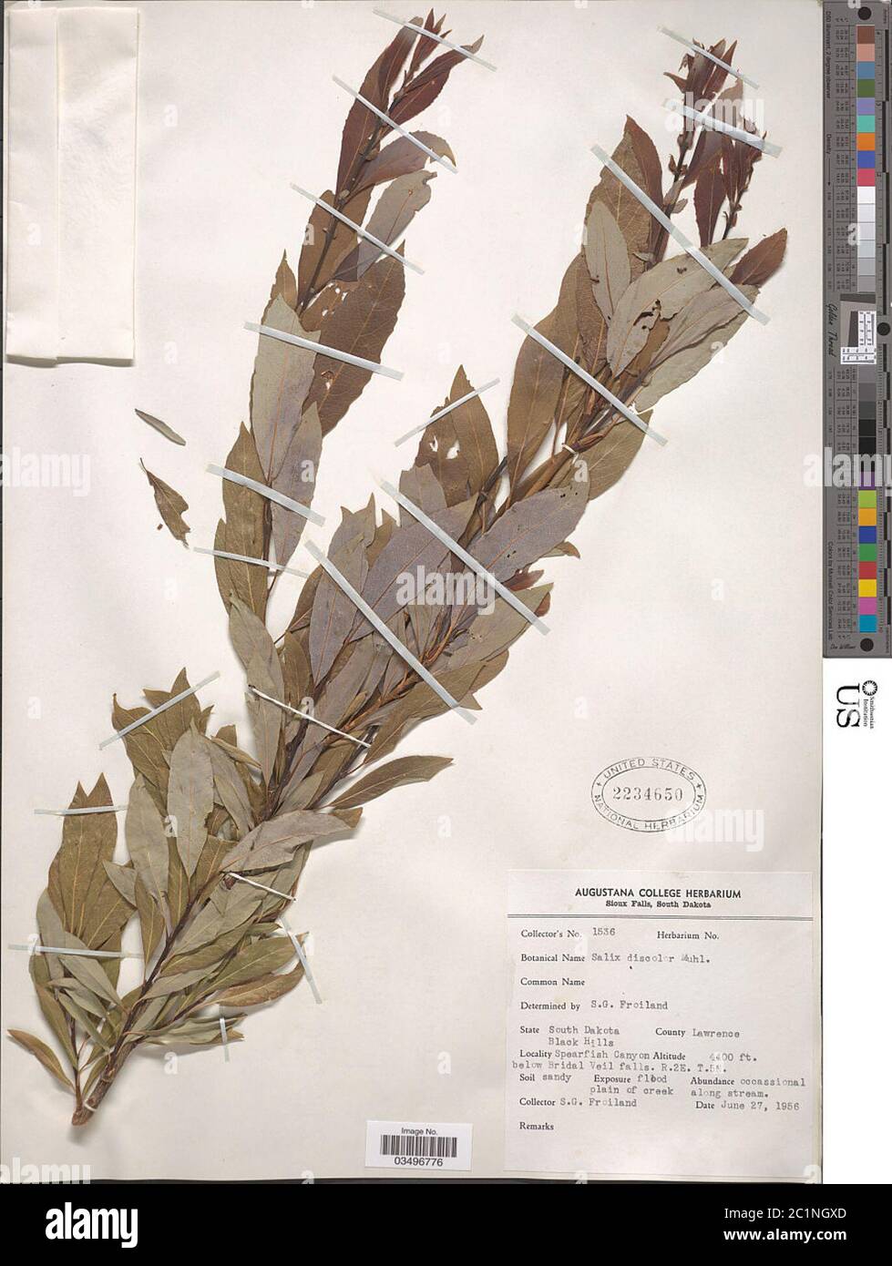 Salix discolor hi-res stock photography and images - Alamy