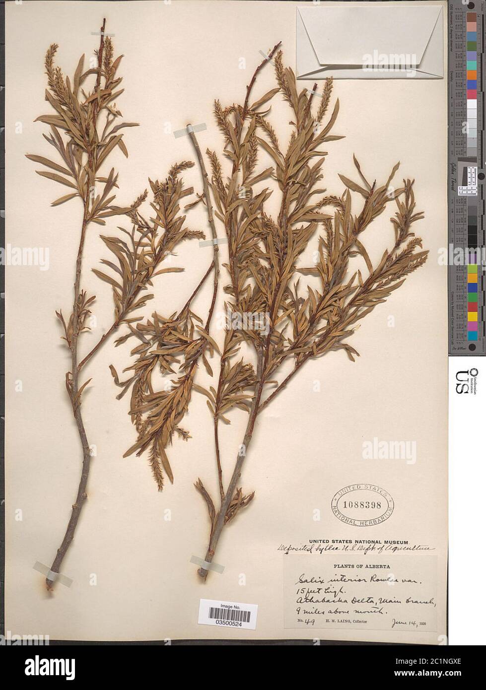 Salix interior Rowlee Salix interior Rowlee Stock Photo - Alamy