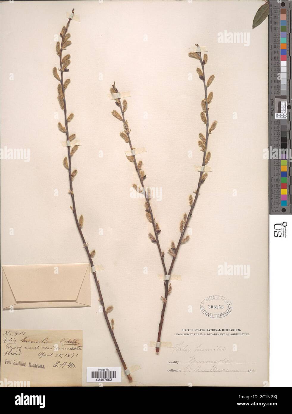 Salix humilis Marshall Salix humilis Marshall Stock Photo - Alamy