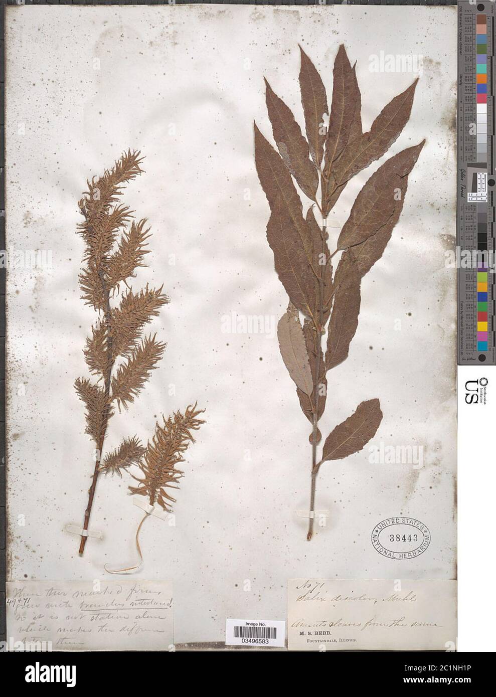 Salix discolor hi-res stock photography and images - Alamy