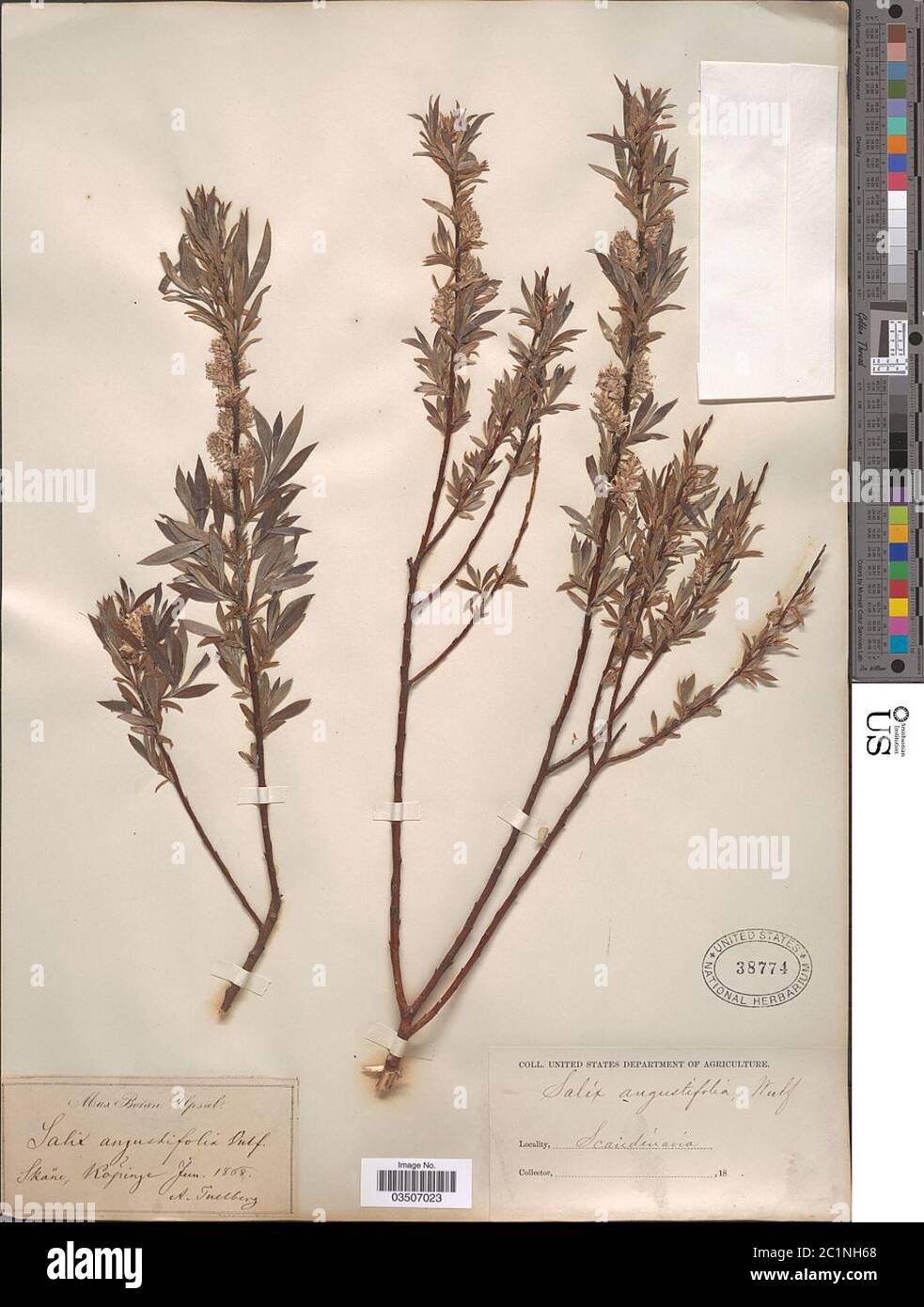 Species salix angustifolia hi-res stock photography and images - Alamy