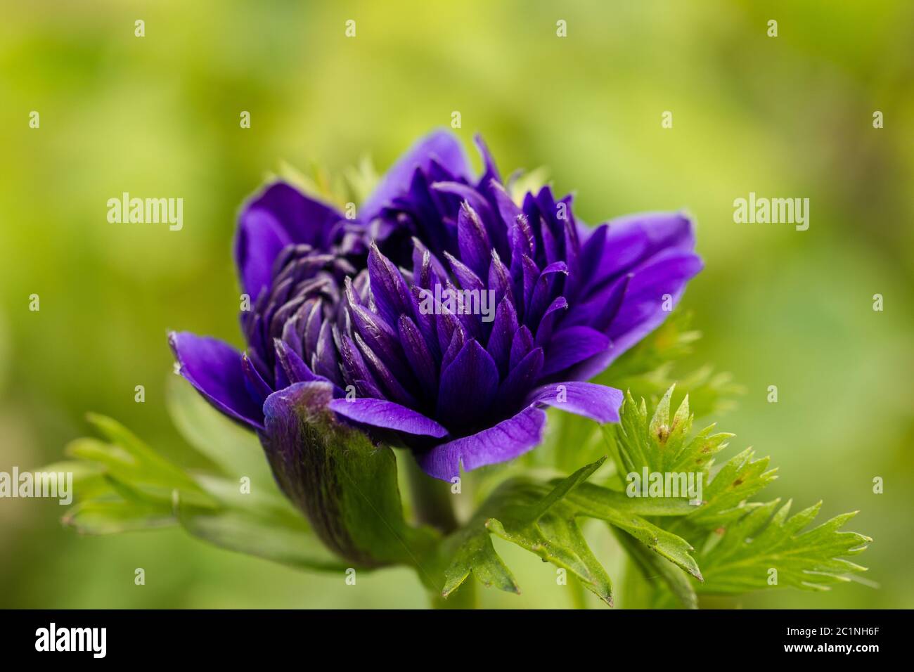 purple flower, beautiful purple flower among the greenery Stock Photo ...