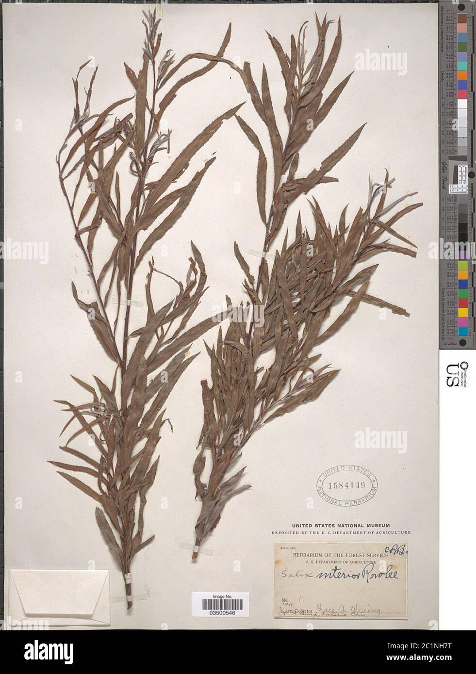 Salix interior Rowlee Salix interior Rowlee Stock Photo - Alamy
