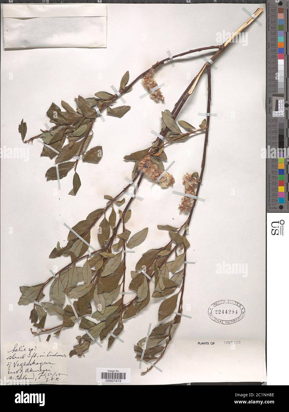 Salix sp Salix sp Stock Photo - Alamy