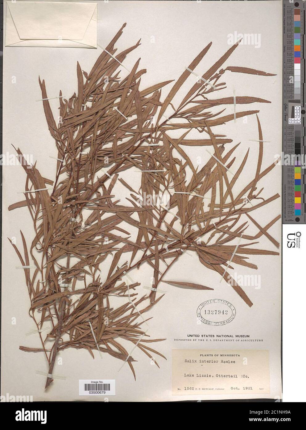 Salix interior Rowlee Salix interior Rowlee Stock Photo - Alamy
