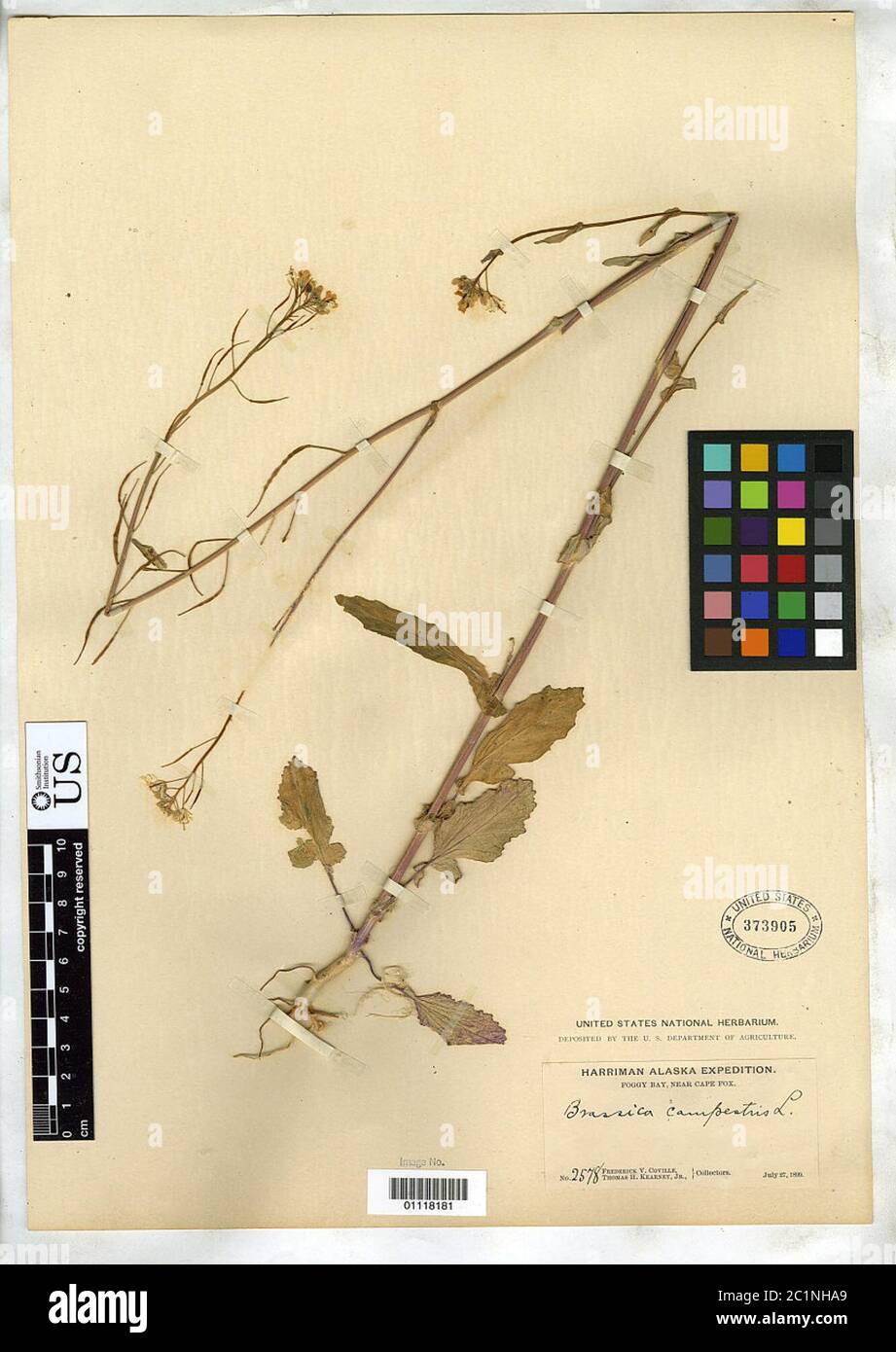 Brassica campestris l hi-res stock photography and images - Alamy