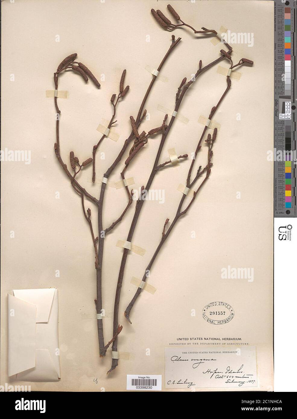 Alnus rubra Bong Alnus rubra Bong Stock Photo - Alamy