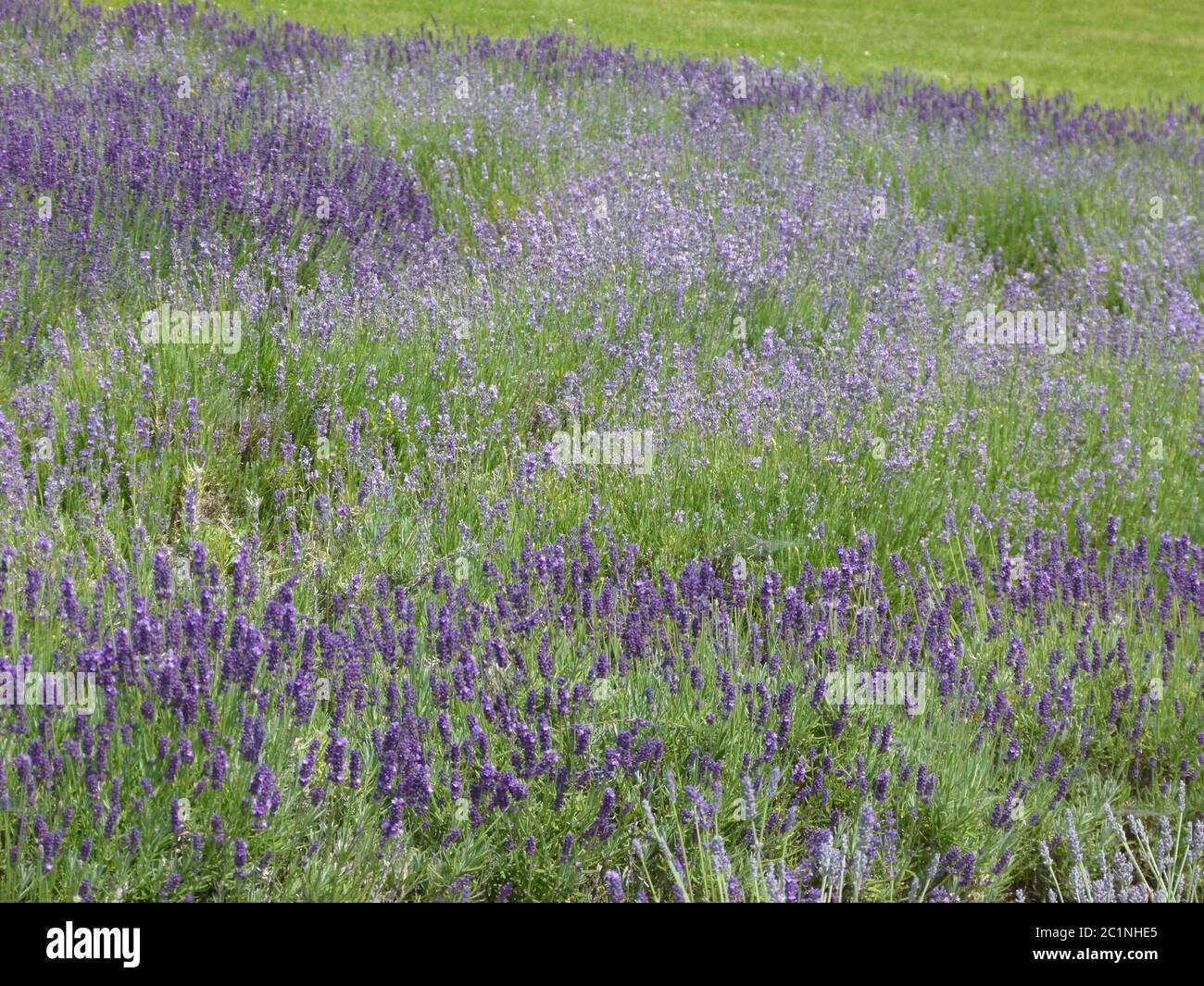 Lavender labyrinth hi-res stock photography and images - Alamy