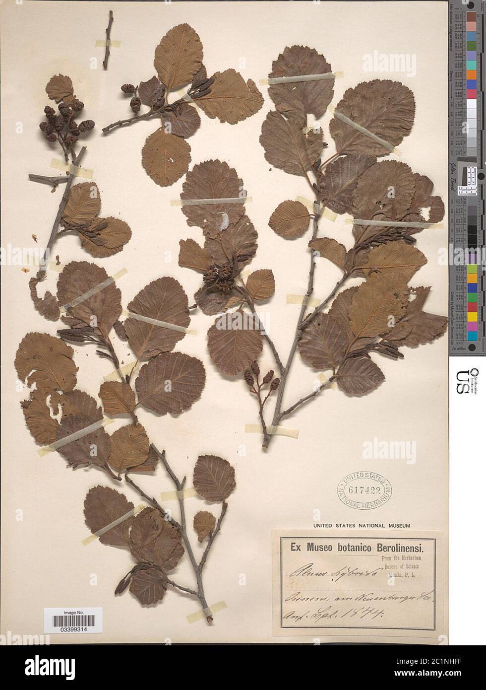 Alnus hybrida Rchb Alnus hybrida Rchb Stock Photo - Alamy