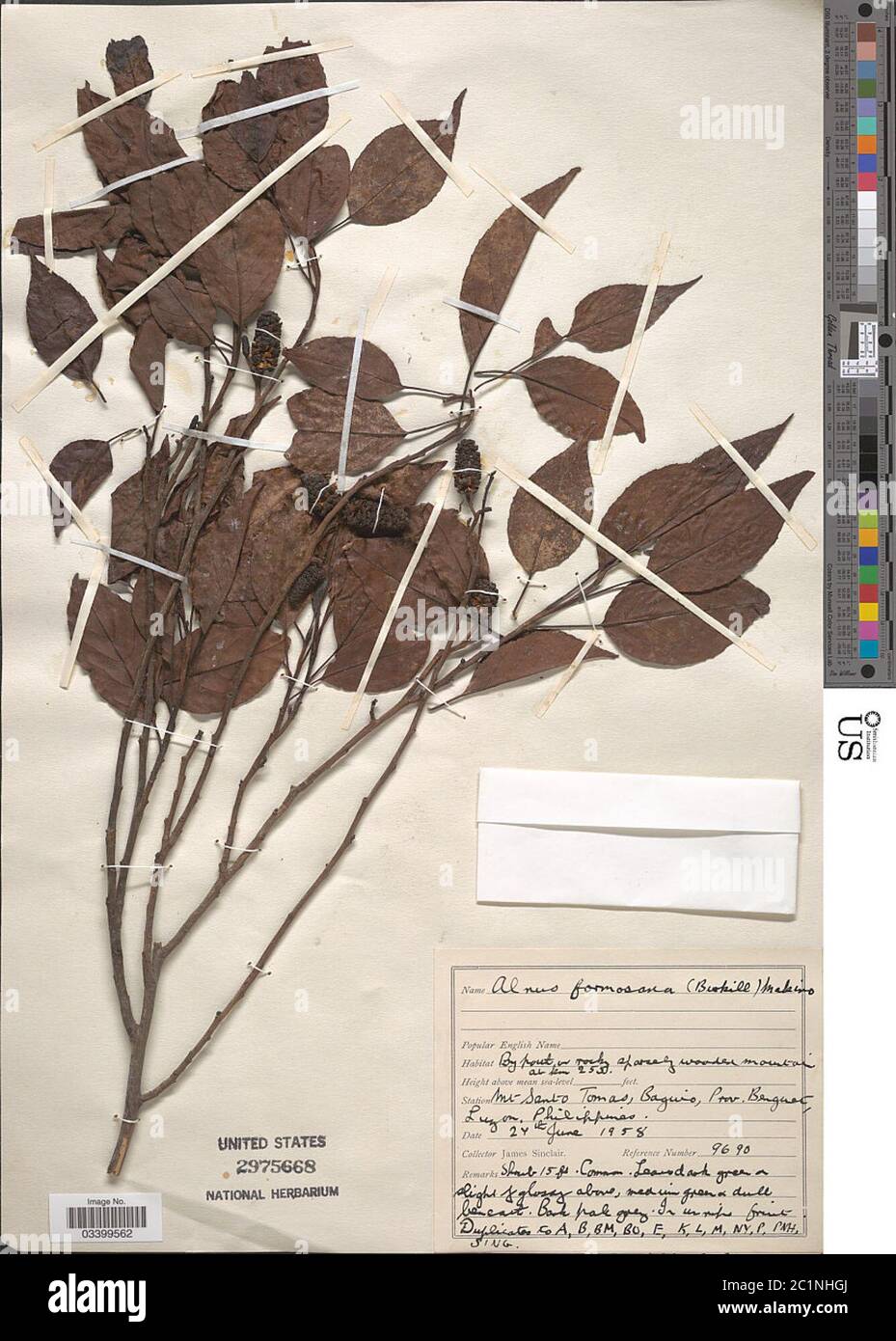 Alnus formosana Alnus formosana Stock Photo - Alamy