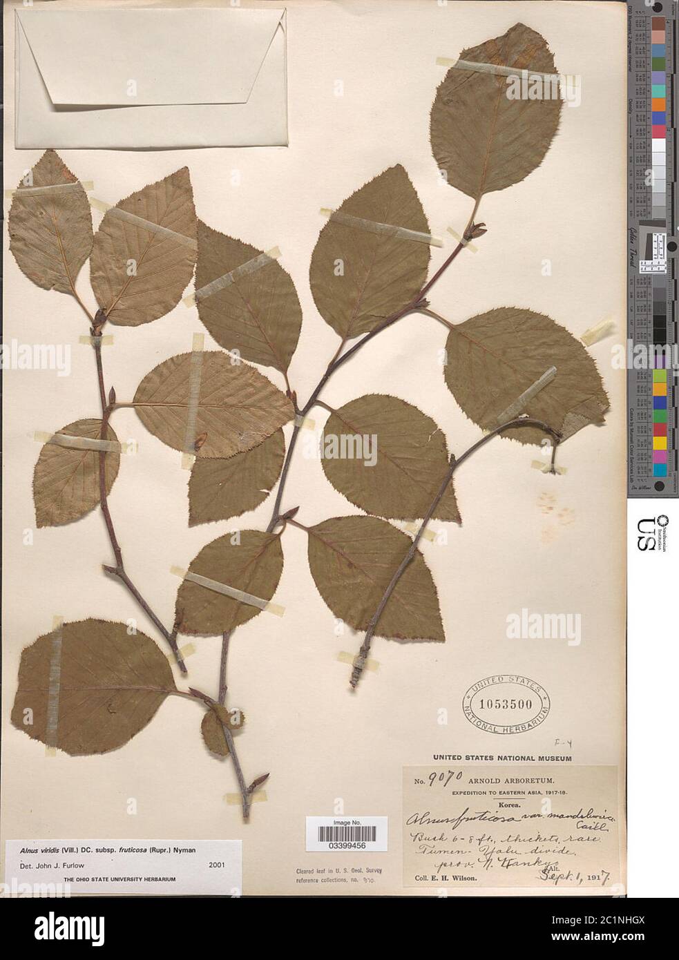 Alnus fruticosa Rupr Alnus fruticosa Rupr Stock Photo - Alamy